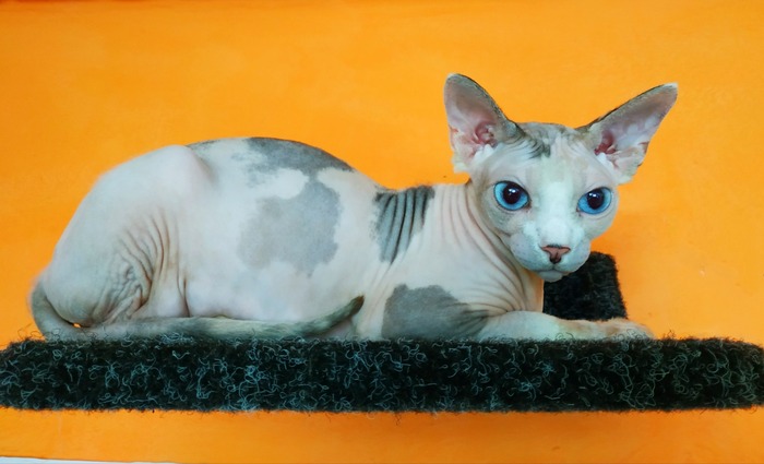 Felinoterapie-Canadian sphynx ketty