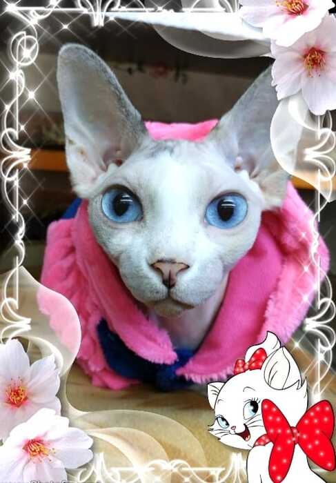 Čich-Canadian sphynx ketty