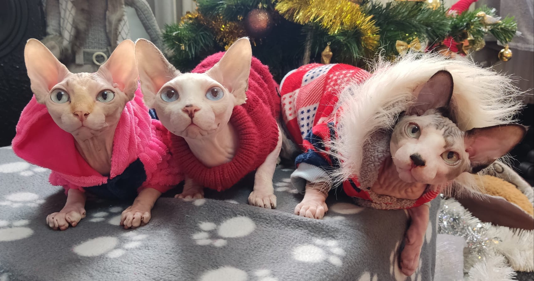 Canadian sphynx ketty-kontakt