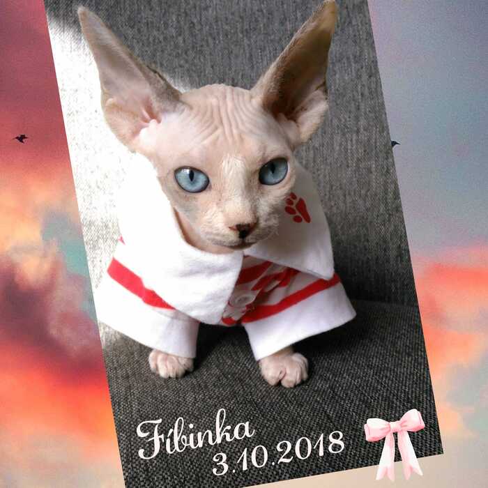 Naše fotogalerie-Canadian sphynx ketty